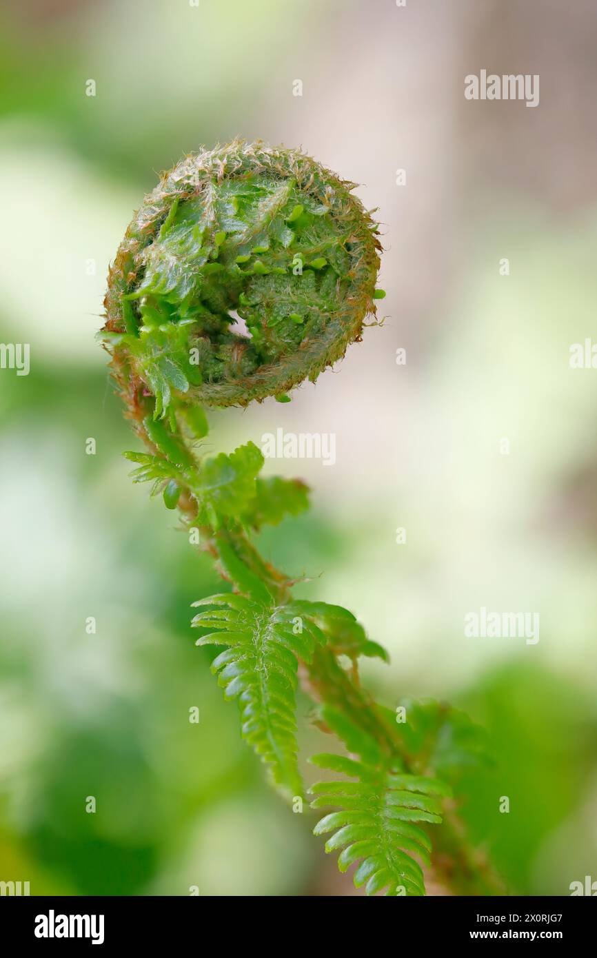 A curled fern frond just before stretching Stock Photo - Alamy