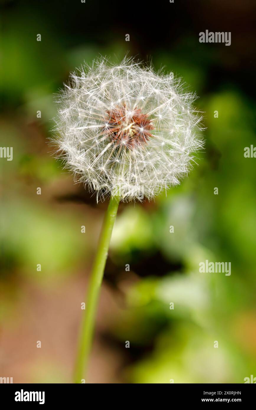 A dandelion after flowering with the seed capsules ready to fly - the ...