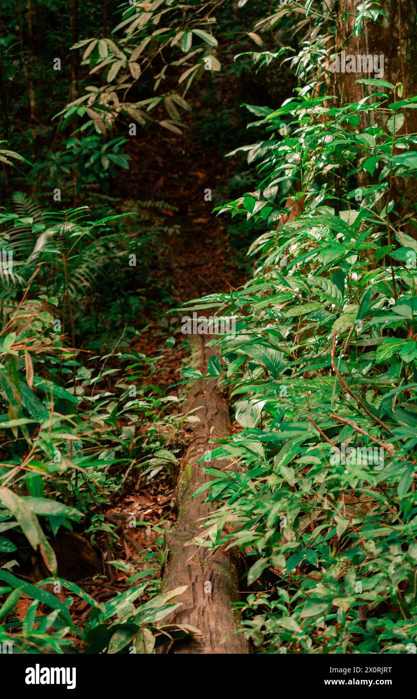 Trail in the rainforest Stock Photo - Alamy