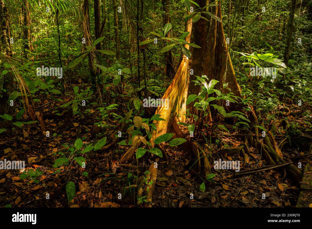 Tree in the rainforest with large roots Stock Photo - Alamy