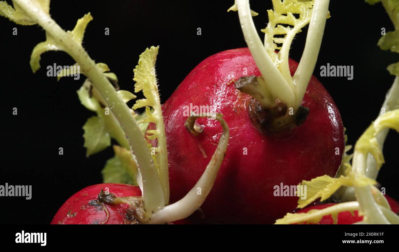 Macrography of radishes steal the spotlight against a bold black ...