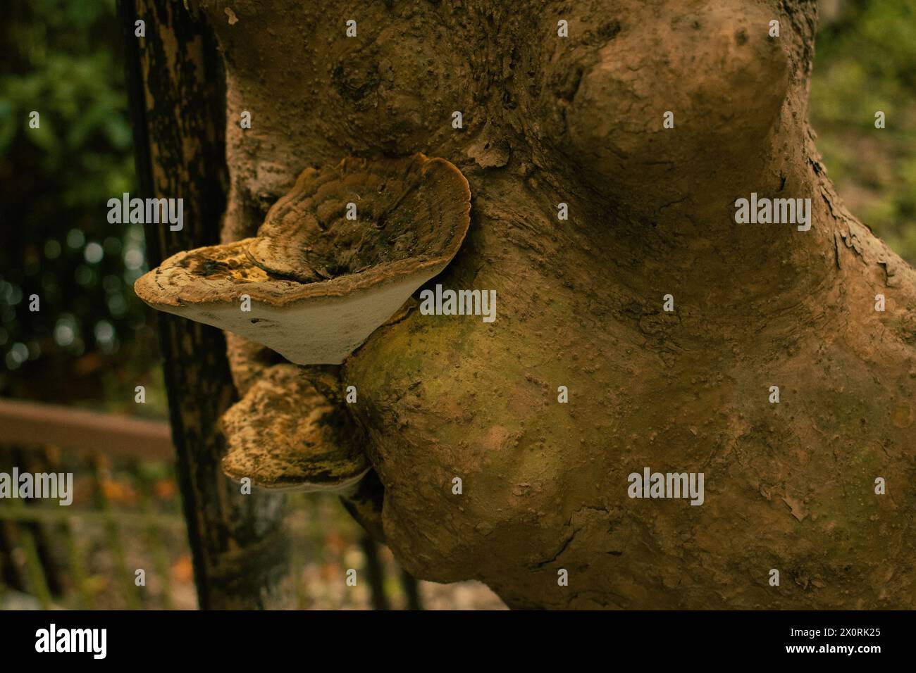 Wild fan fungus grows on large tree trunks in the forest at Mangrove ...