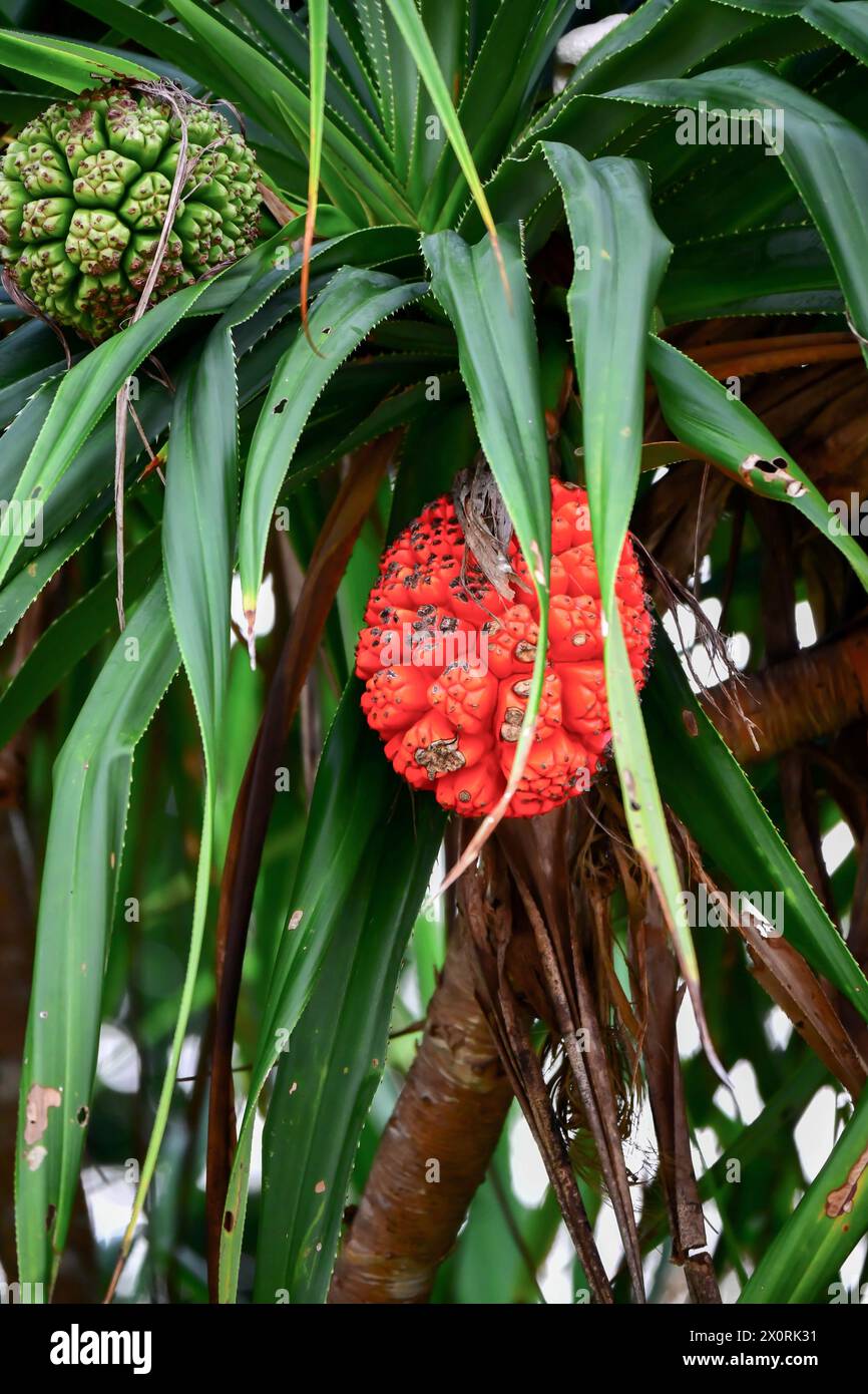 The pandanus fruit, also known as the screw pine, belongs to the genus ...