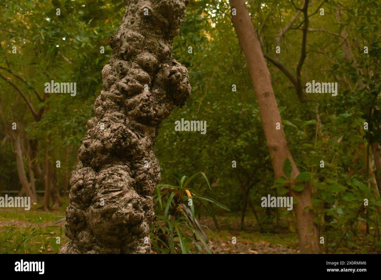 Texture of knobbly tree barks in a bright mangrove forest blur ...