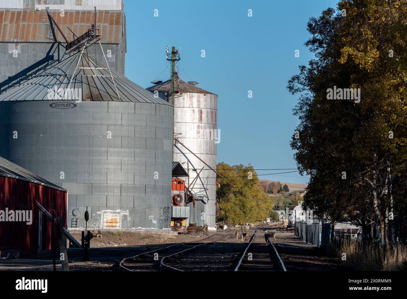 Whitetail deer along railroad tracks, Enterprise, Oregon Stock Photo ...