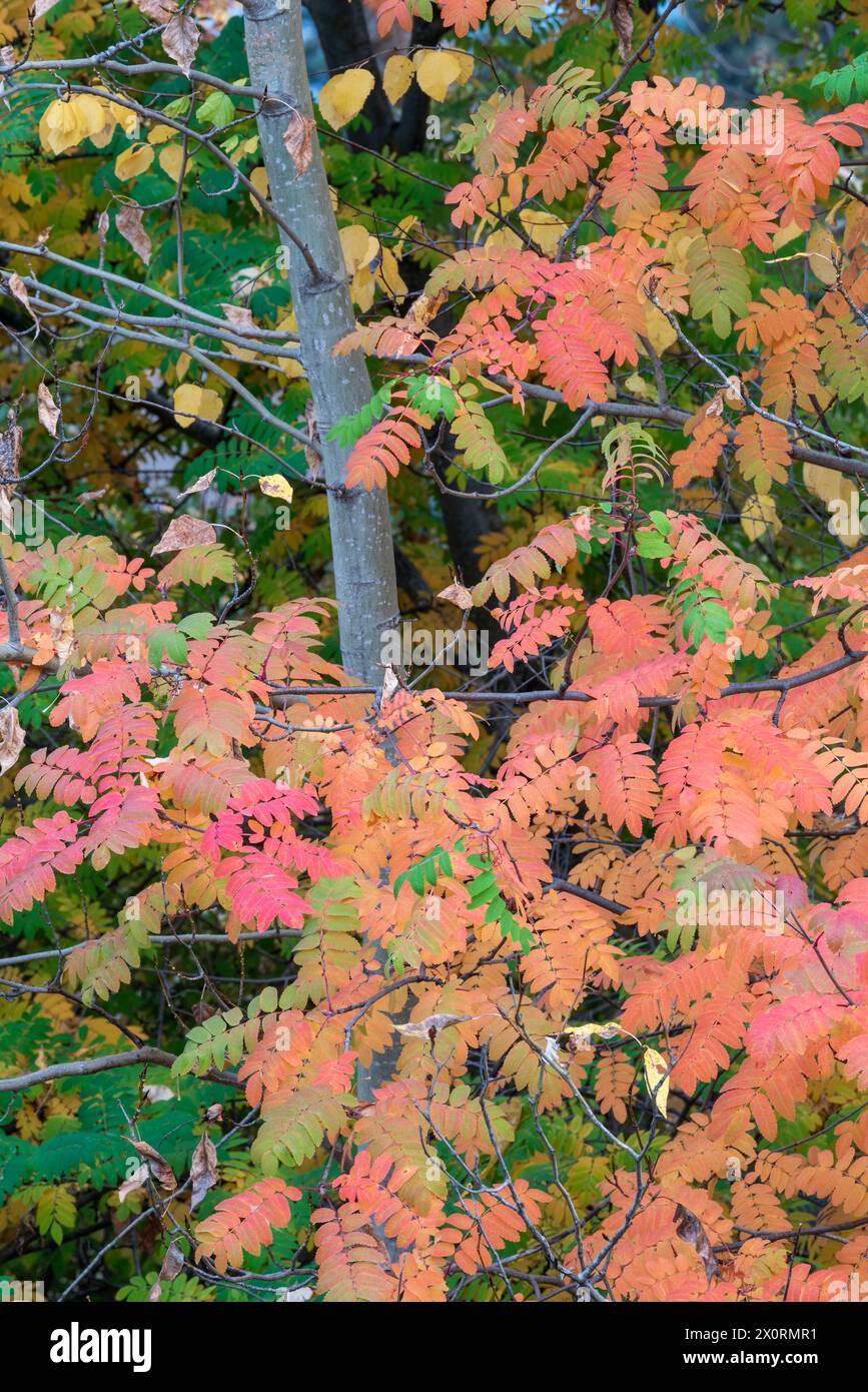 Mountain ash tree autumn foliage hi-res stock photography and images ...