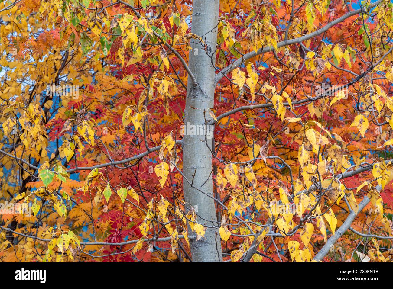 Cottonwood and ash trees in autumn, Wallowa Valley, Oregon Stock Photo ...