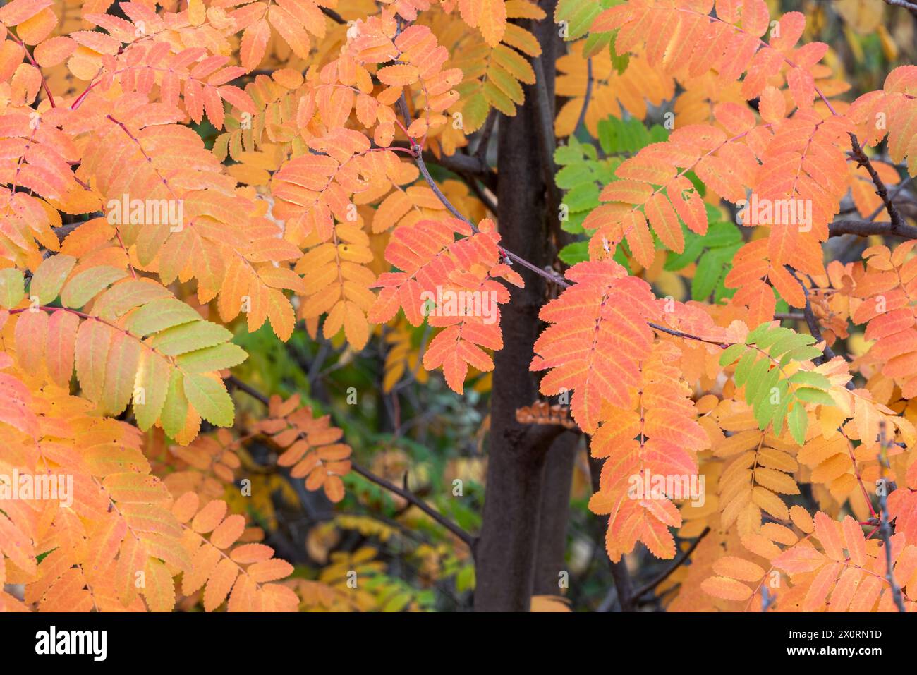 Mountain ash tree autumn foliage hi-res stock photography and images ...