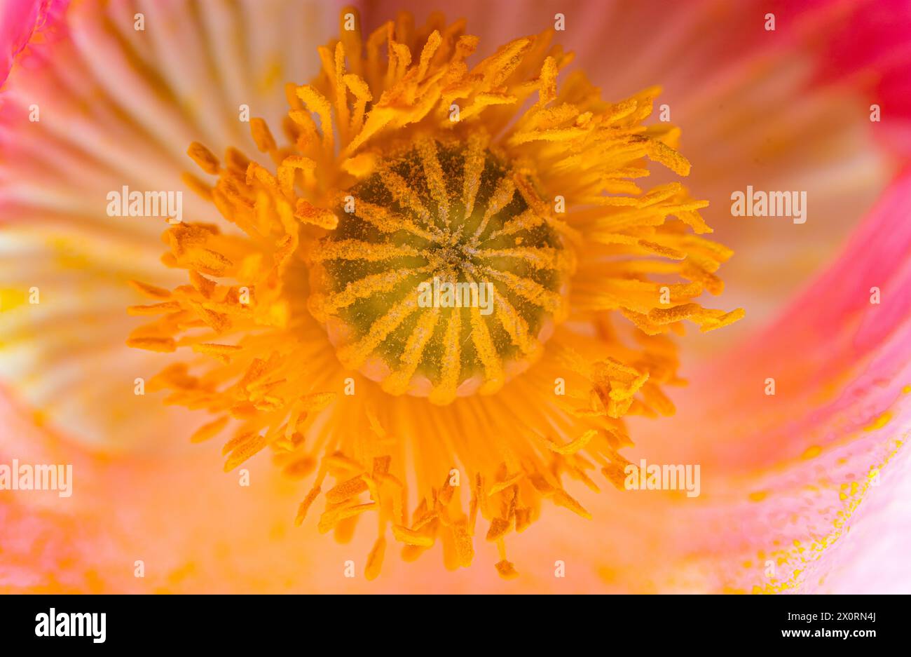 Macrophotography of the red poppy interior where the ovary, phytes and ...