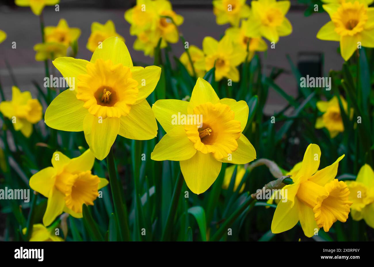 Blooming daffodils heads. Spring time Stock Photo - Alamy