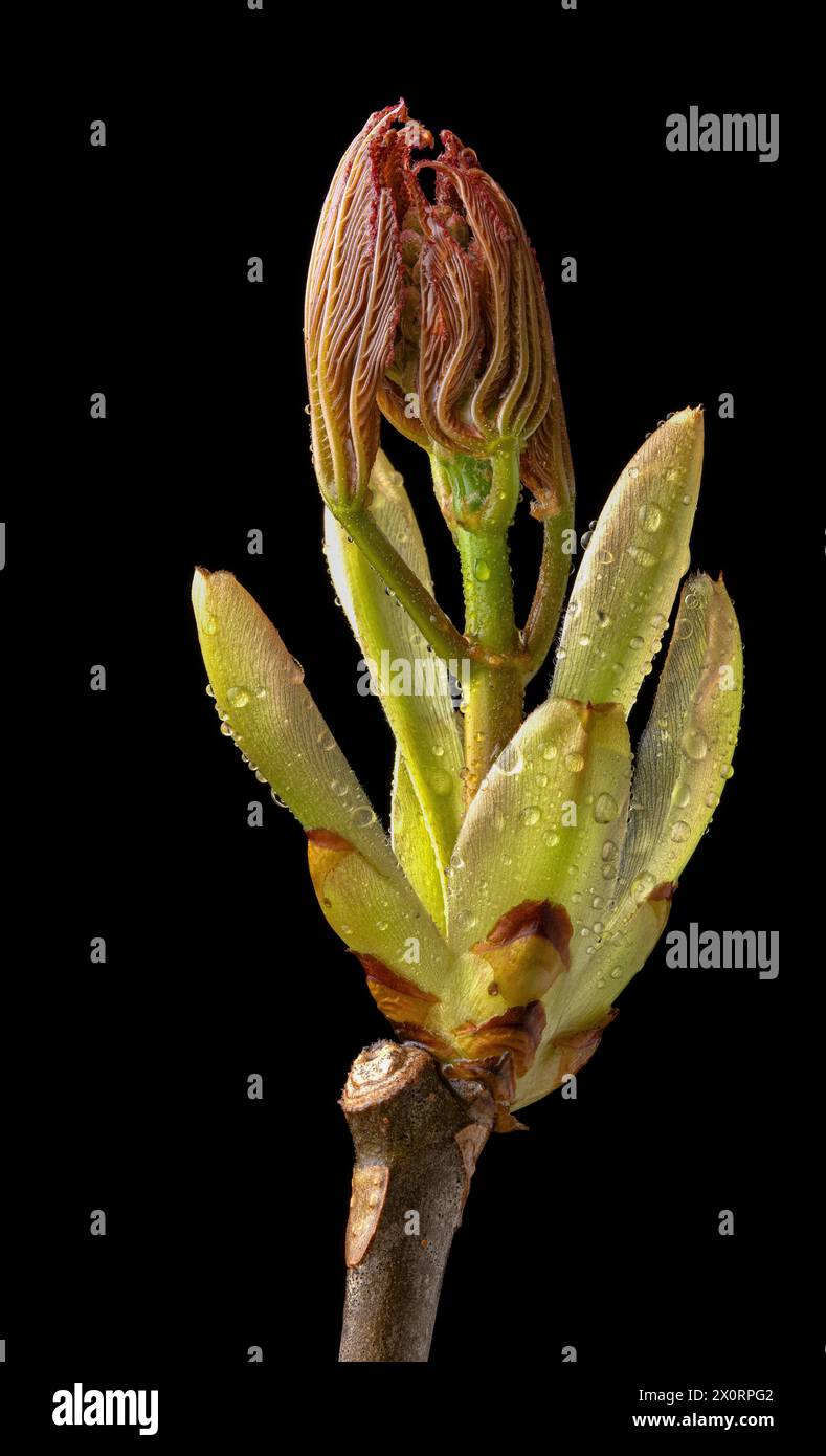 Leaves of red buckeye tree (Aesculus pavia) opening in spring. The ...