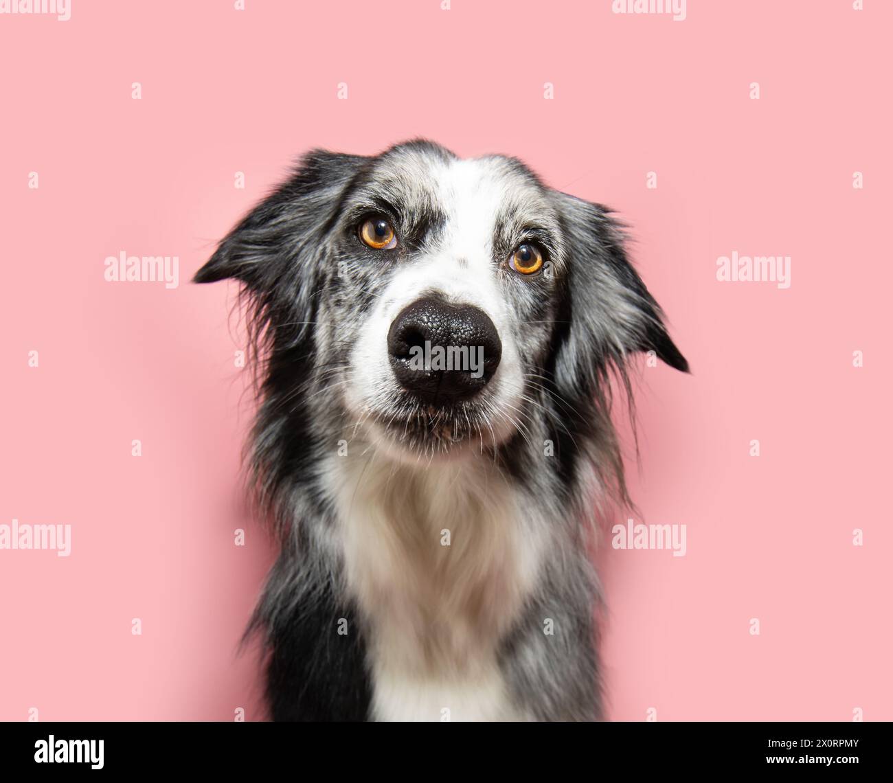 Cute and attentive border collie dog looking at camera and tilting head ...
