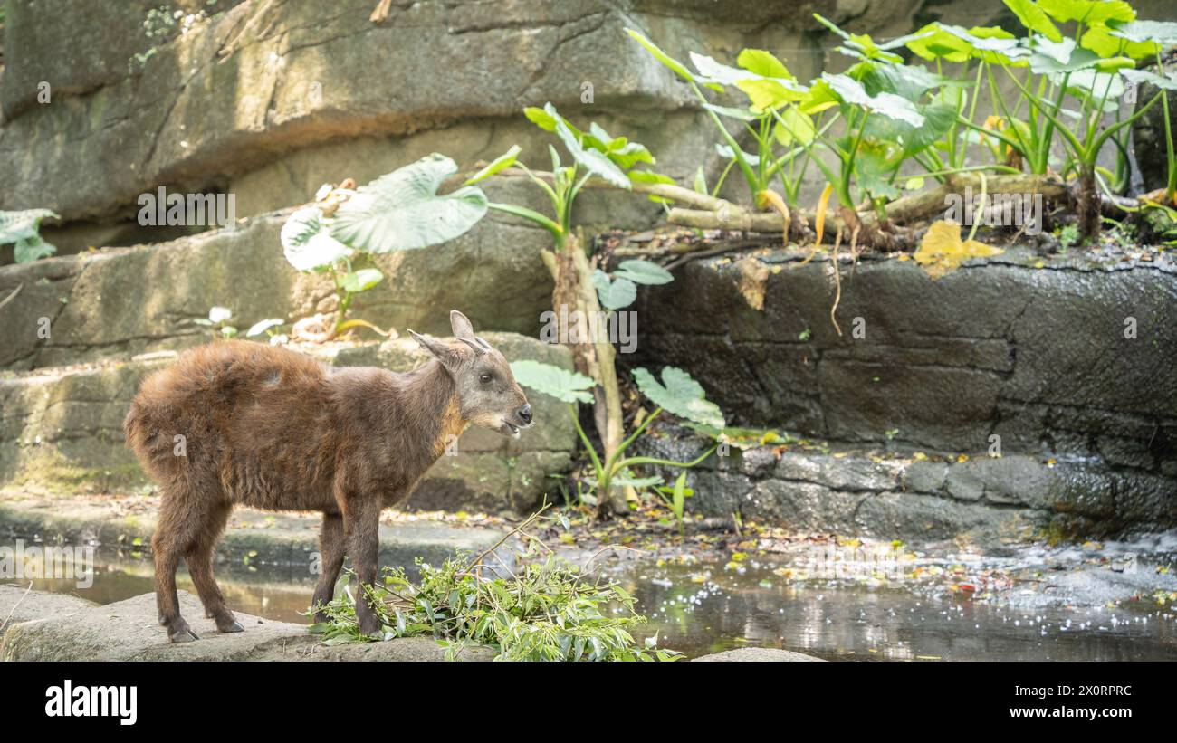 Small Asian furry goat standing in front of green branches ready to eat ...