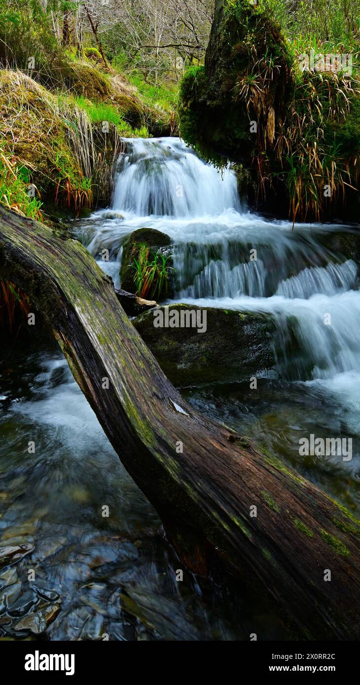 Woodland tree trunk slow motion hi-res stock photography and images - Alamy