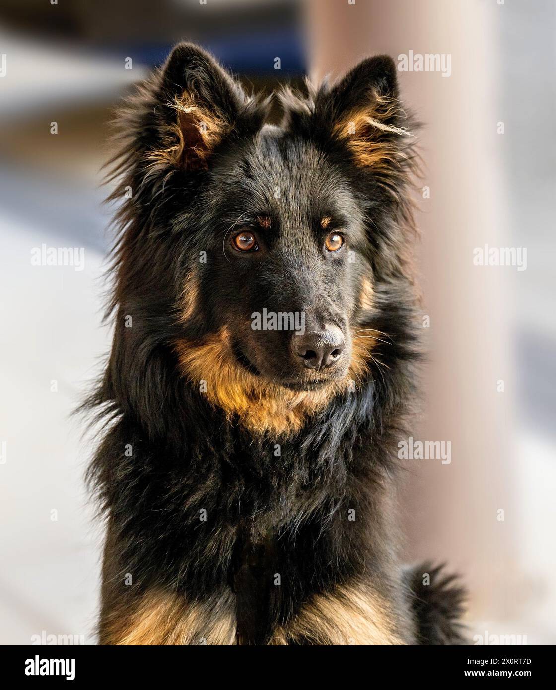 Portrait of Bohemian shepherd dog, 10 months old puppy Stock Photo - Alamy
