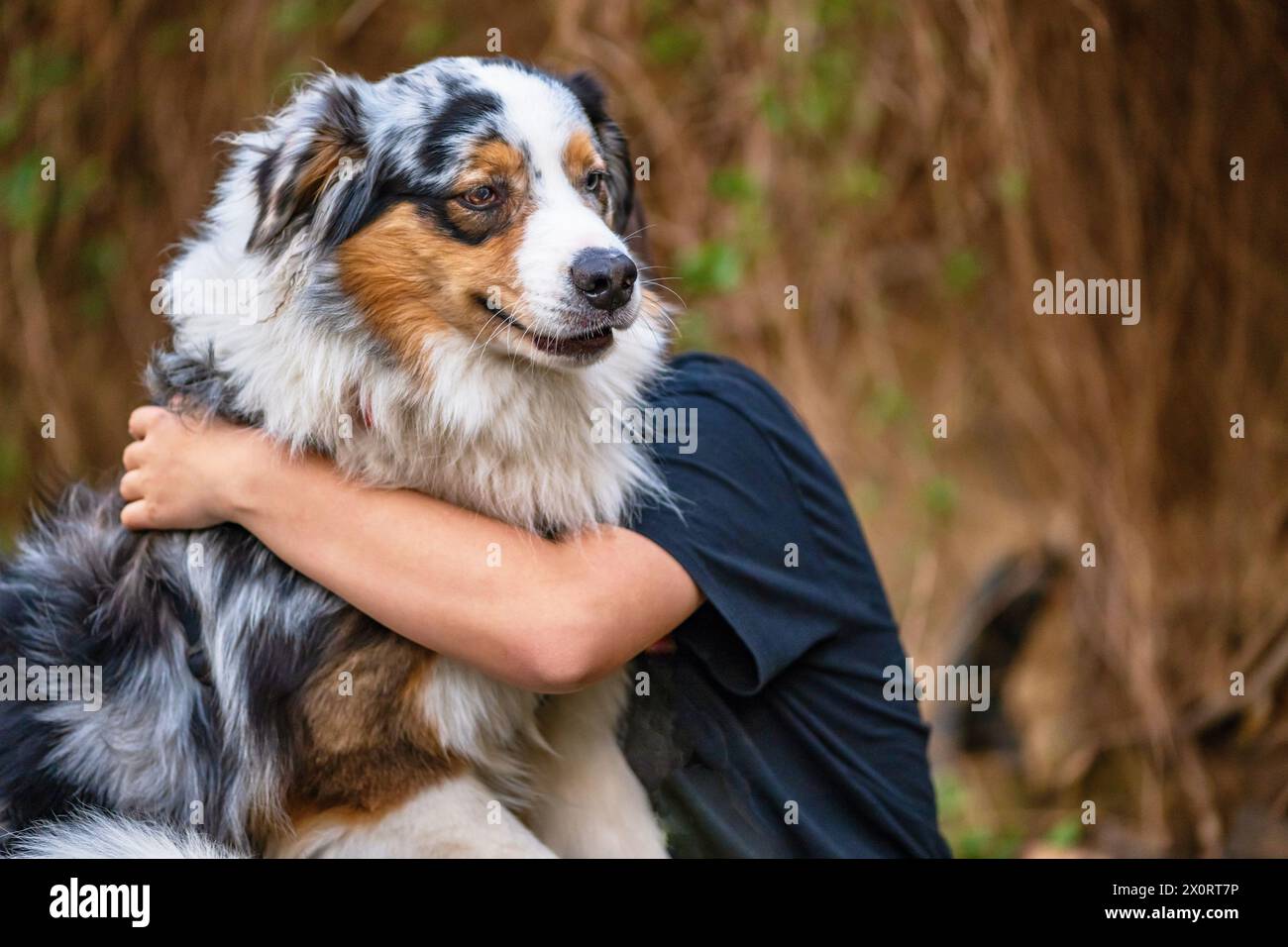 Girl (whose face is hidden) hugging her young Australian shepherd dog ...