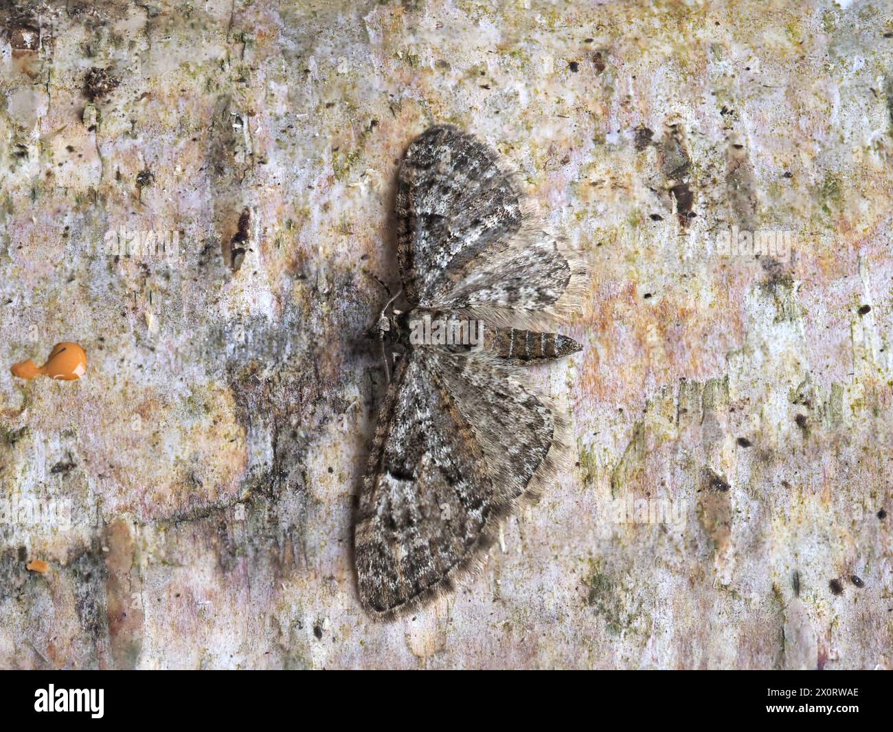 Silver oak tree hi-res stock photography and images - Alamy
