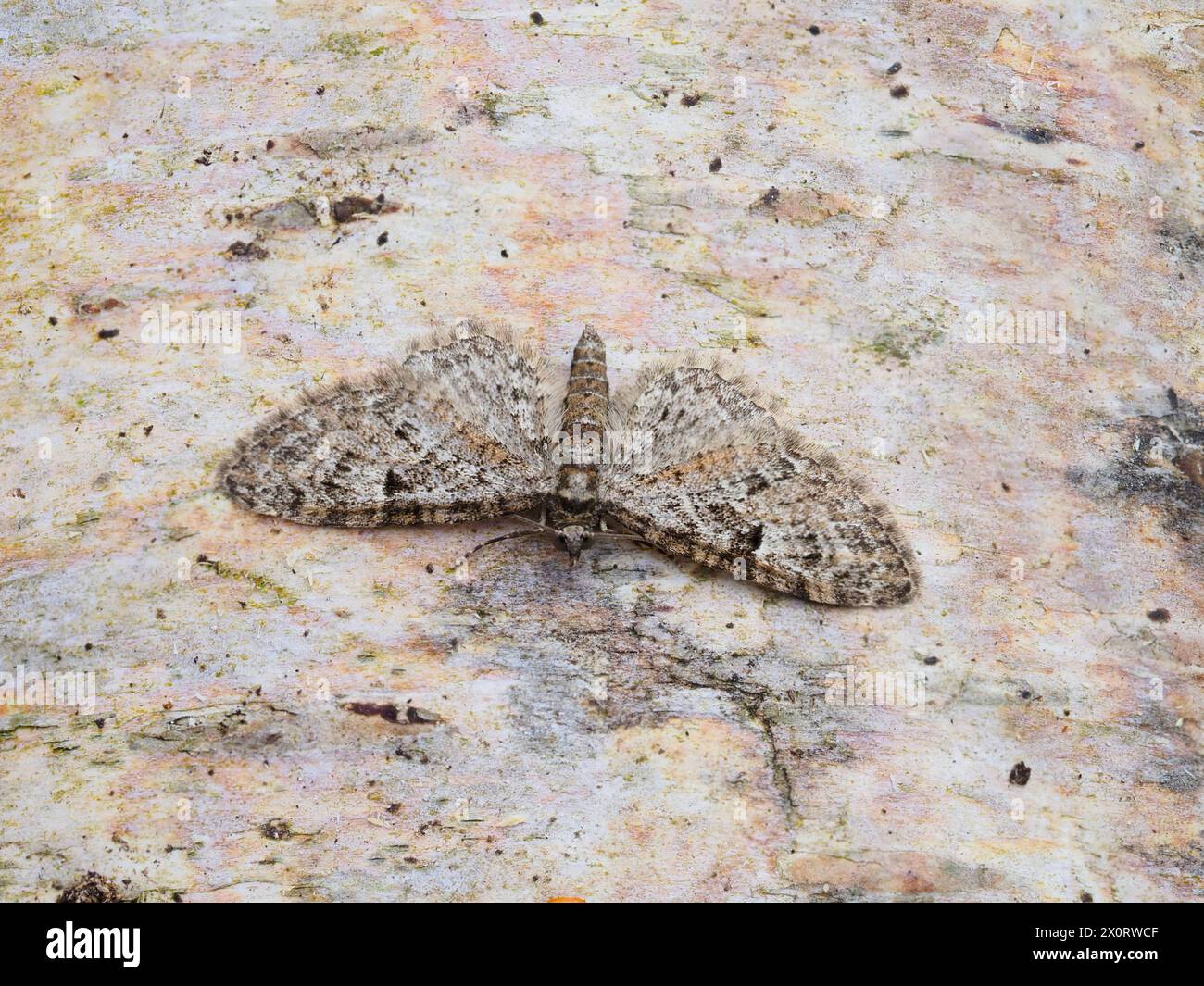 A Oak-tree Pug moth, Eupithecia dodoneata, resting on a silver birch ...
