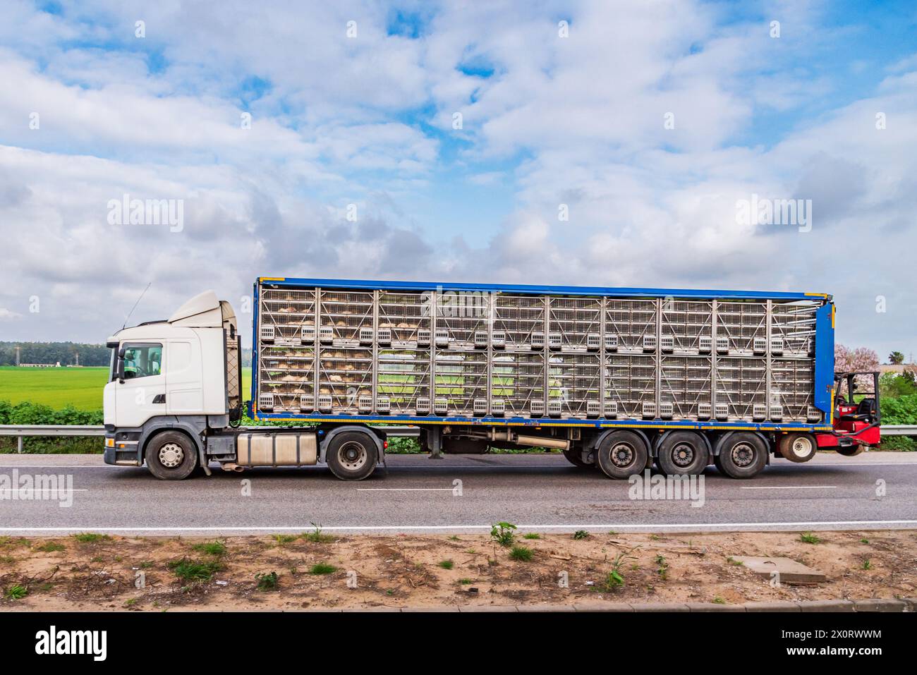 Truck driving on the highway with cages for transporting poultry with a ...
