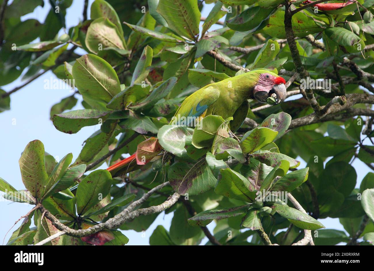 Great Green Macaw, Ara ambiguus, Psittacidae, Psittaciformes, Aves ...