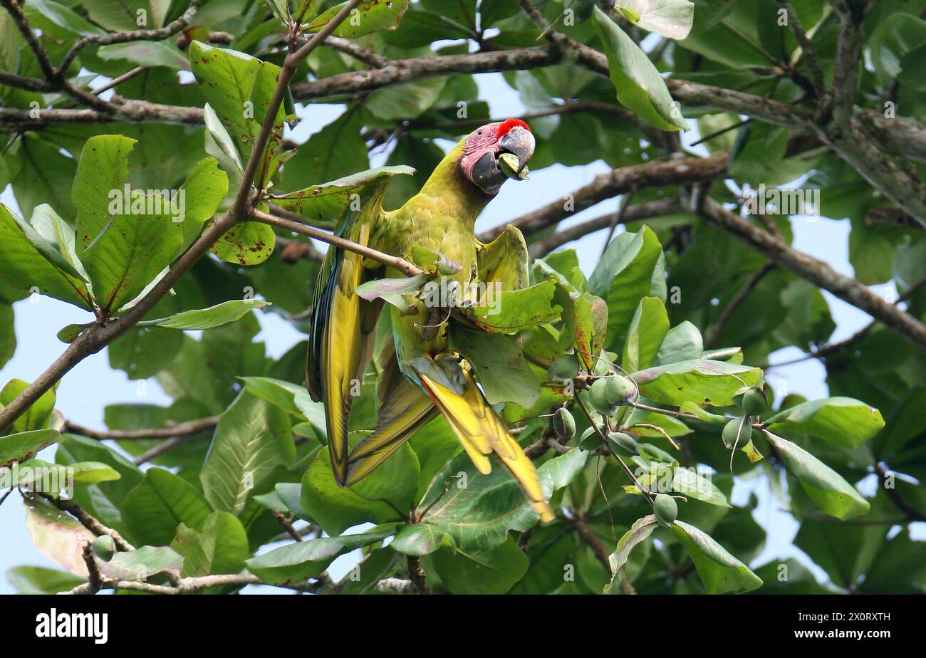 Great Green Macaw, Ara ambiguus, Psittacidae, Psittaciformes, Aves ...