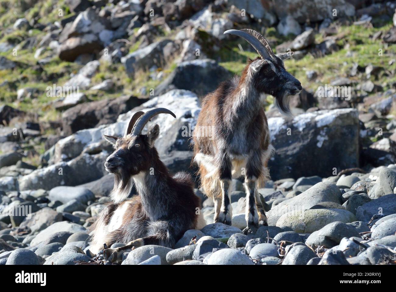 Wild mountain goat on rocky beach Stock Photo - Alamy