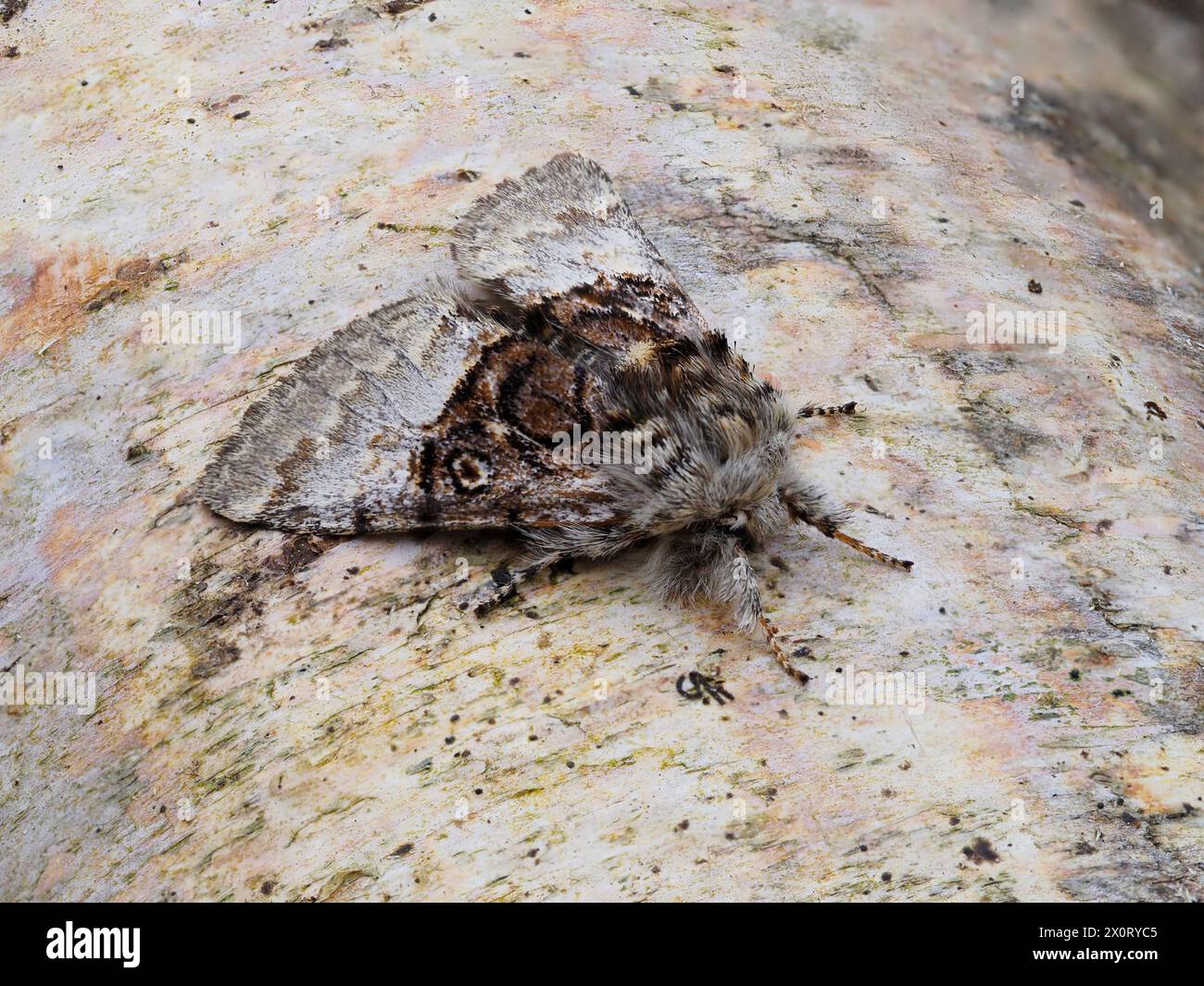 A Nut-tree Tussock moth, Colocasia coryli, resting on a log Stock Photo ...