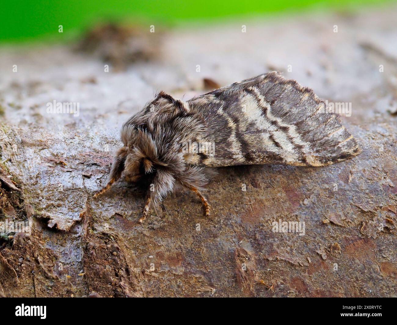 A Lunar Marbled Brown moth, Drymonia ruficornis, resting on a tree ...