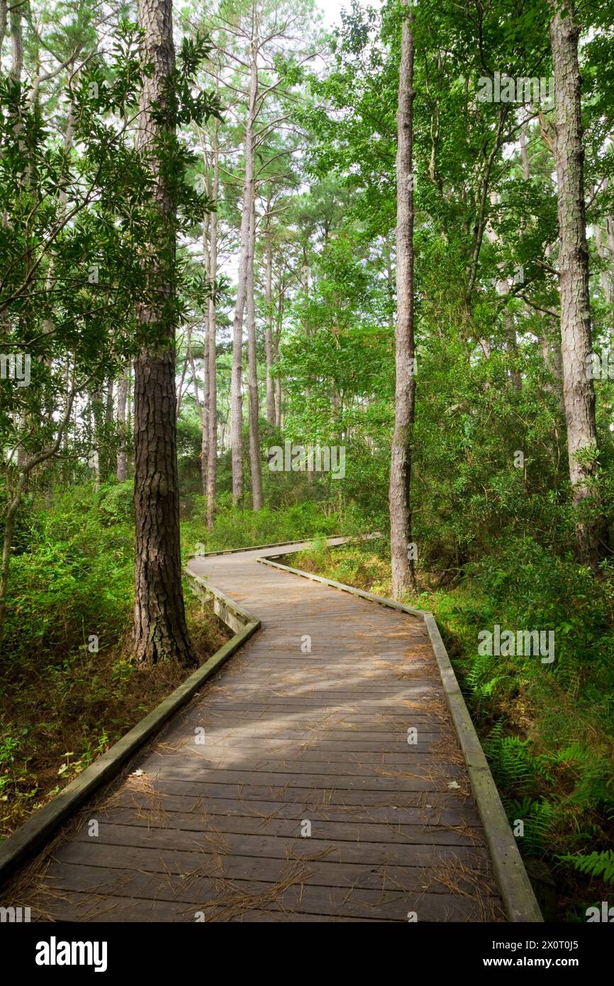 Outer Banks Nature Walk, near Currituck Light House, North Carolina ...