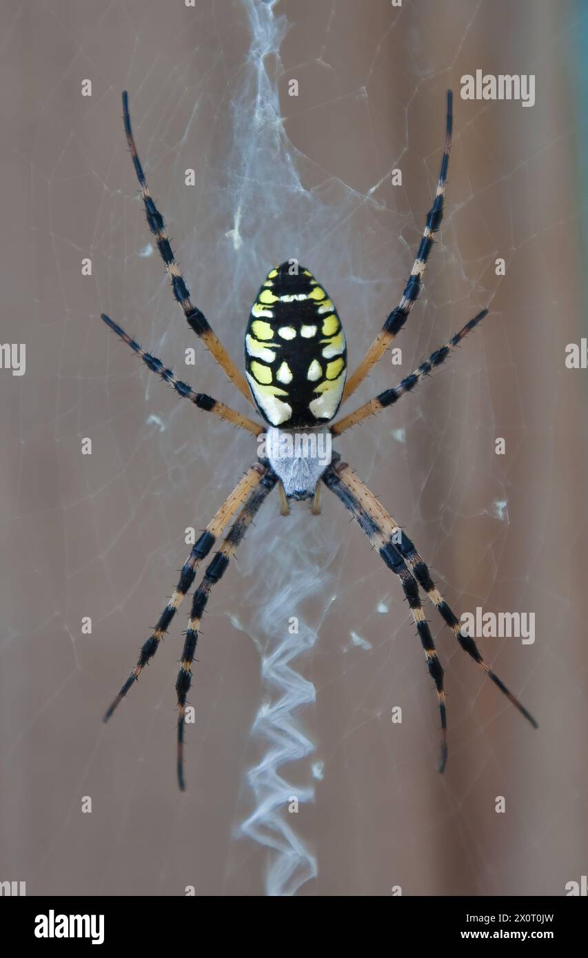 Argiope Spider, female, also known as Corn spider, writing spider, and ...