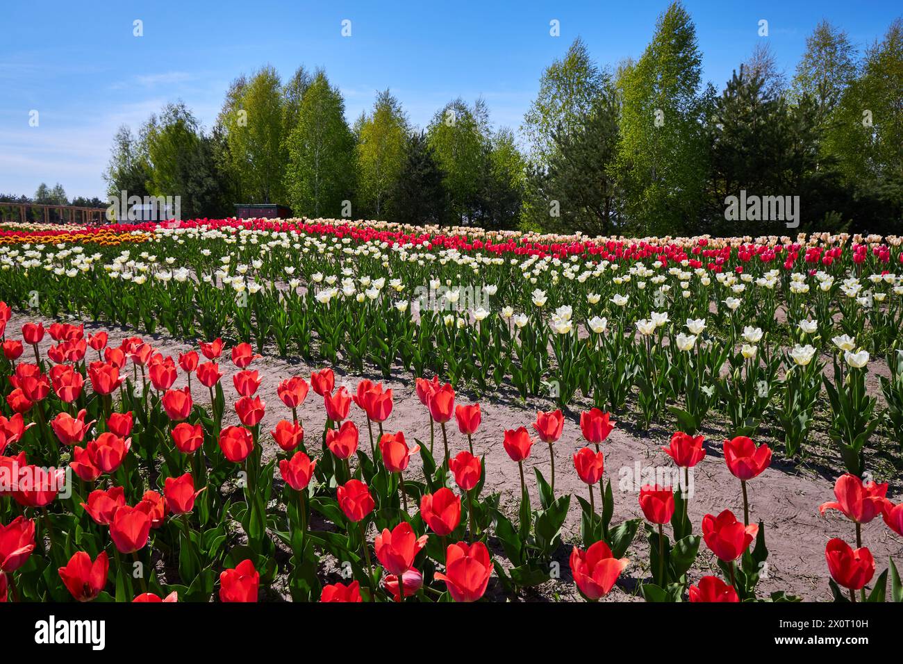 Tulip field rows different hi-res stock photography and images - Alamy