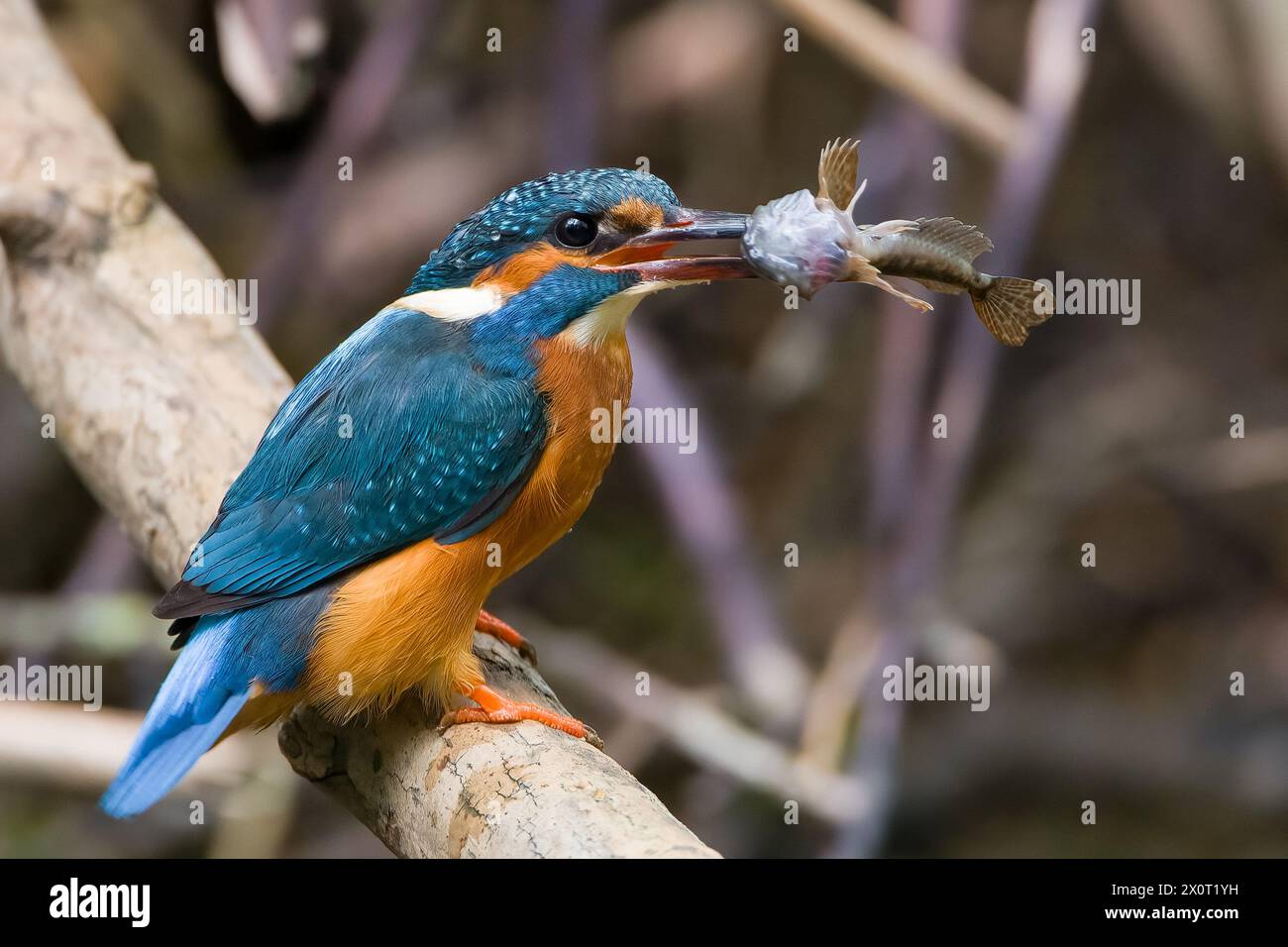 Male Kingfisher catches Common Bullhead Stock Photo - Alamy
