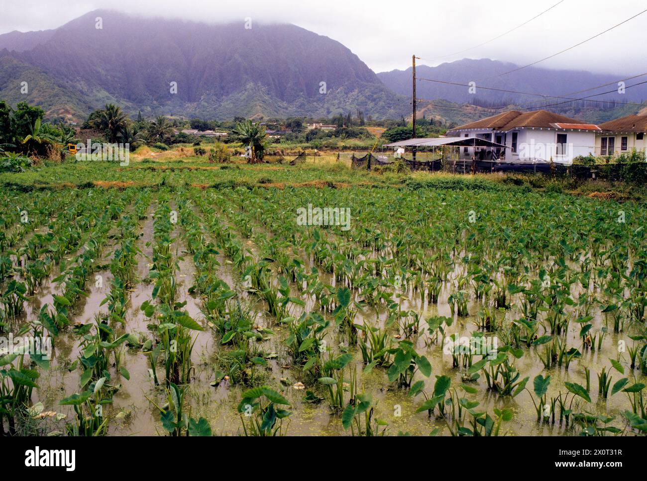 Oahu, Hawaii, USA - Taro Field Stock Photo - Alamy