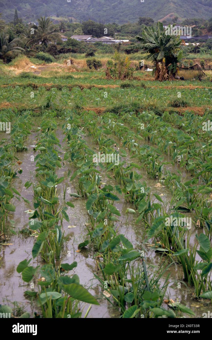 Oahu, Hawaii, USA - Taro Field Stock Photo - Alamy