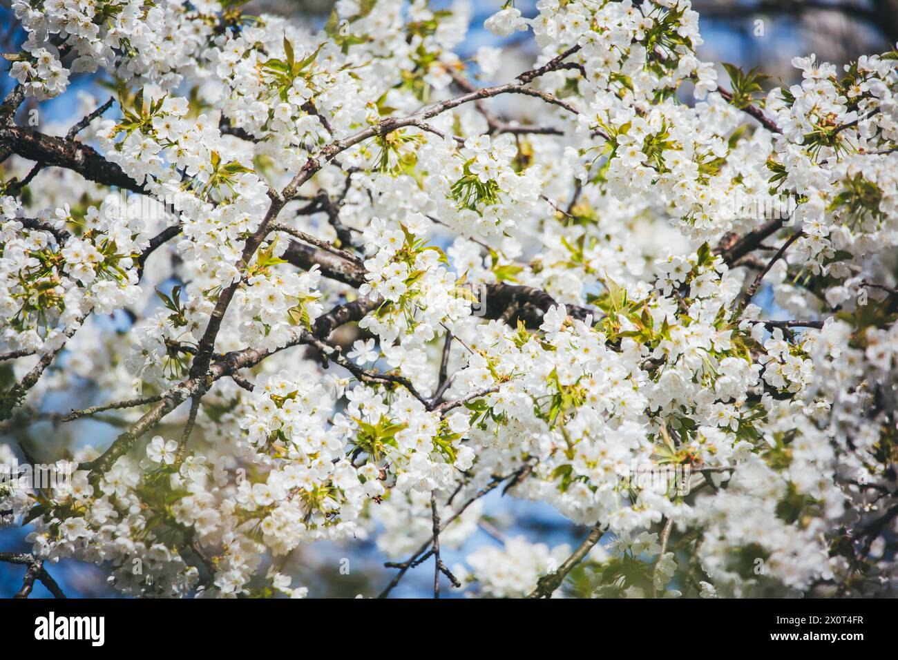 Tree blooming in garden nature hi-res stock photography and images - Alamy