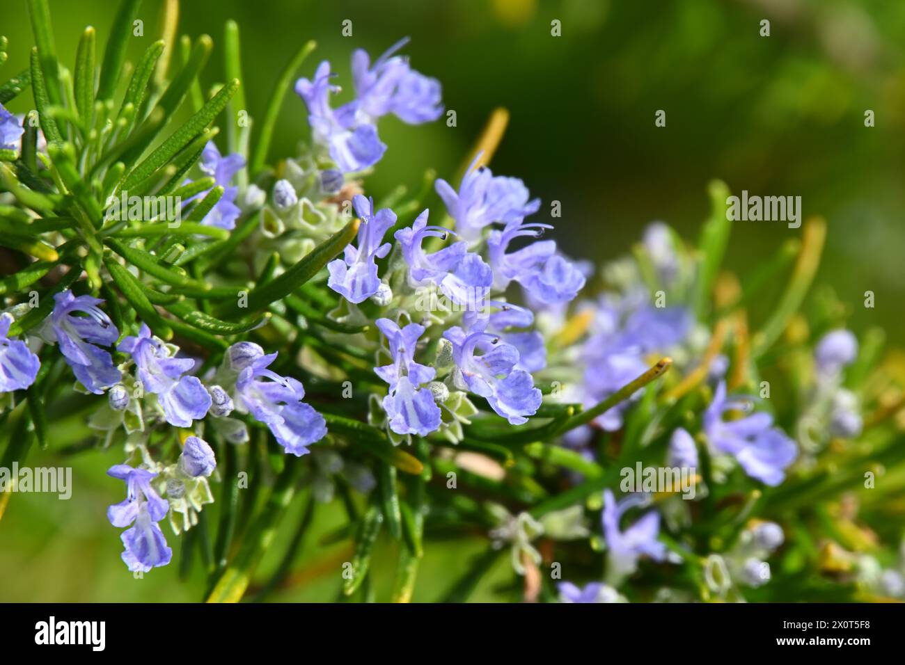 Pale blue spring flowers of ginger rosemary, Salvia rosmarinus 'Green ...