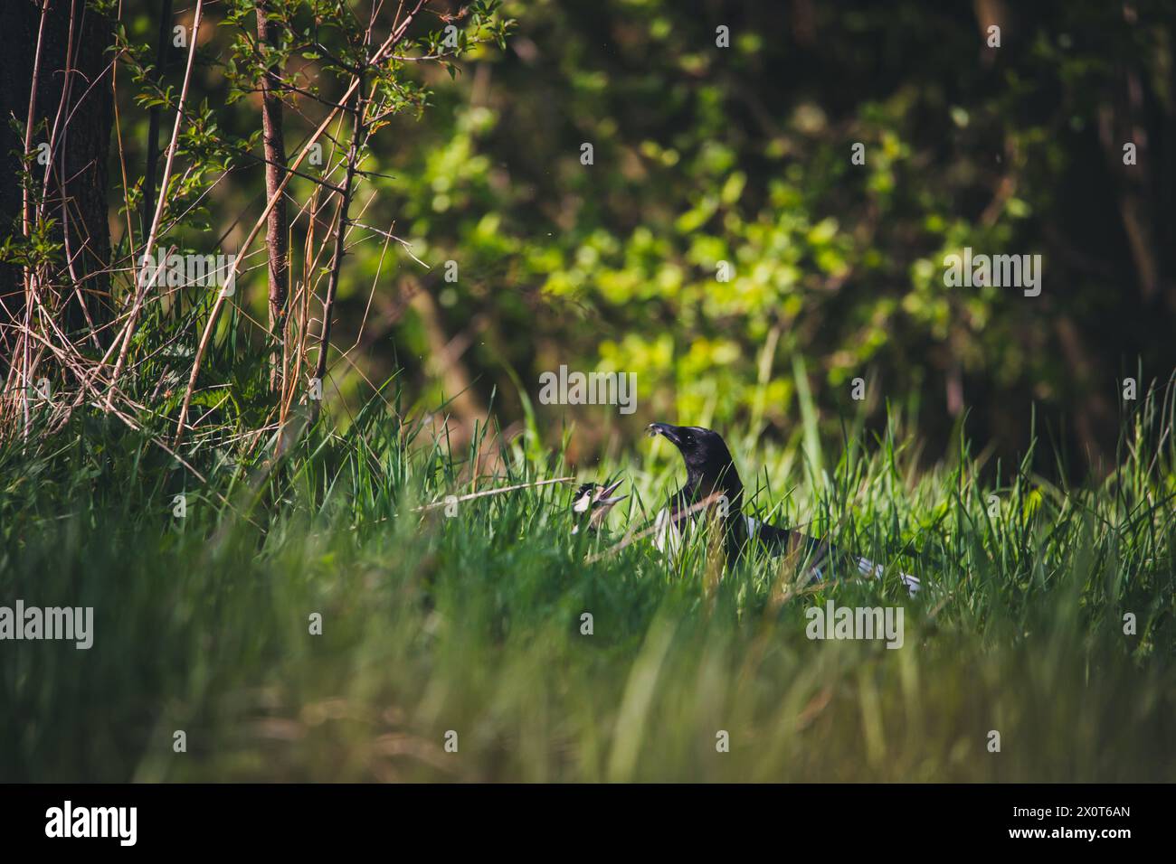 Birds: A magpie attacks a great spotted woodpecker Stock Photo - Alamy