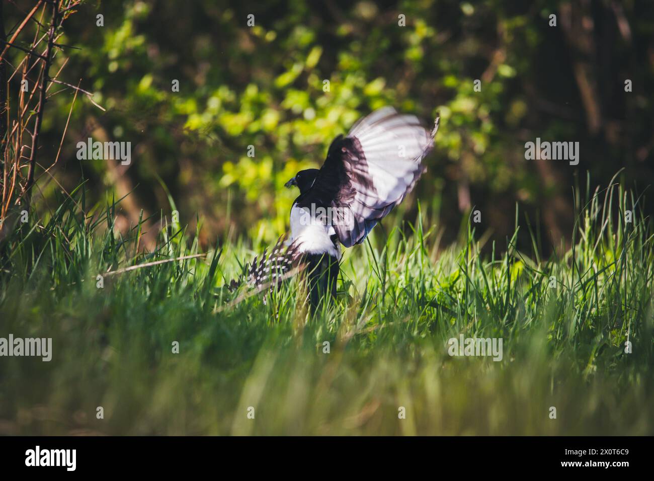 Birds: A magpie attacks a great spotted woodpecker Stock Photo - Alamy