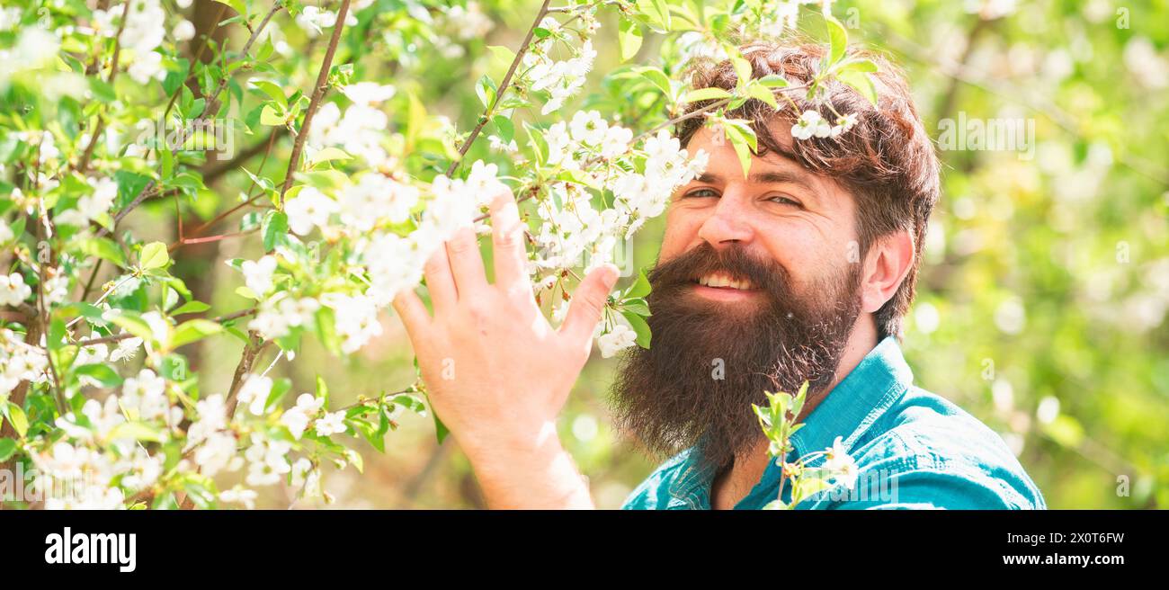 Spring banner of man outdoor. Farmer examining Common fig crop in ...