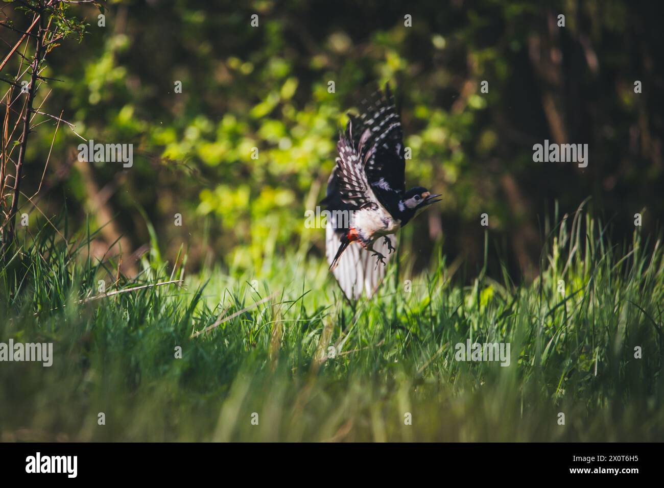 Birds: A magpie attacks a great spotted woodpecker Stock Photo - Alamy