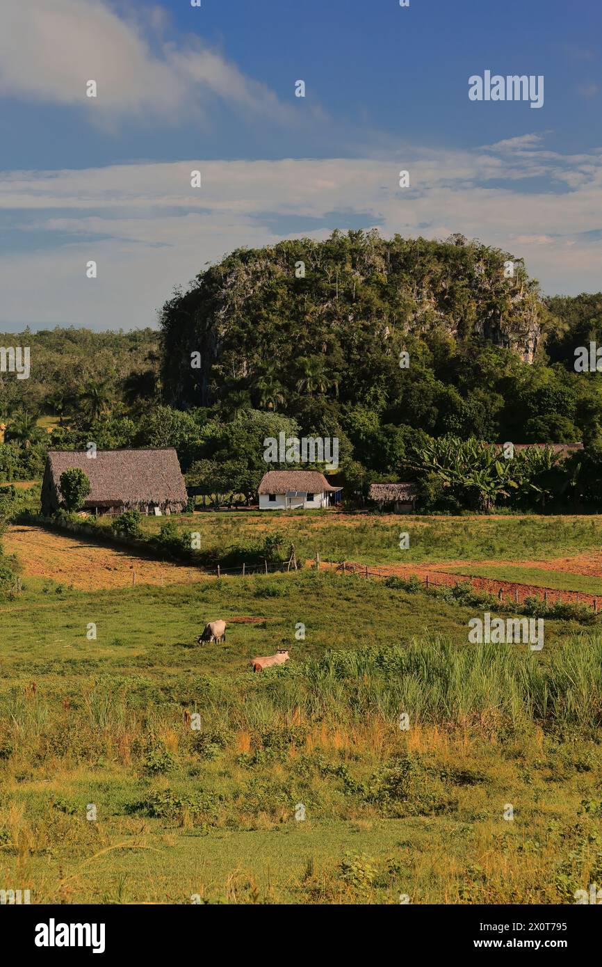 166 Farm at the foot of a small mogote -karst formation- in the Valle ...