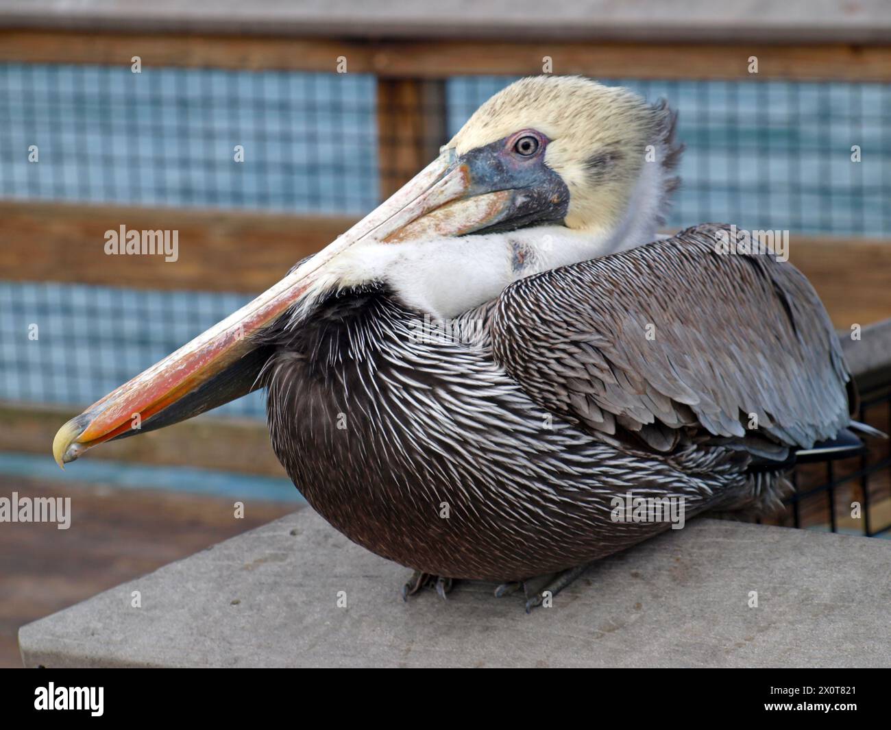 Wounded pelican hi-res stock photography and images - Alamy
