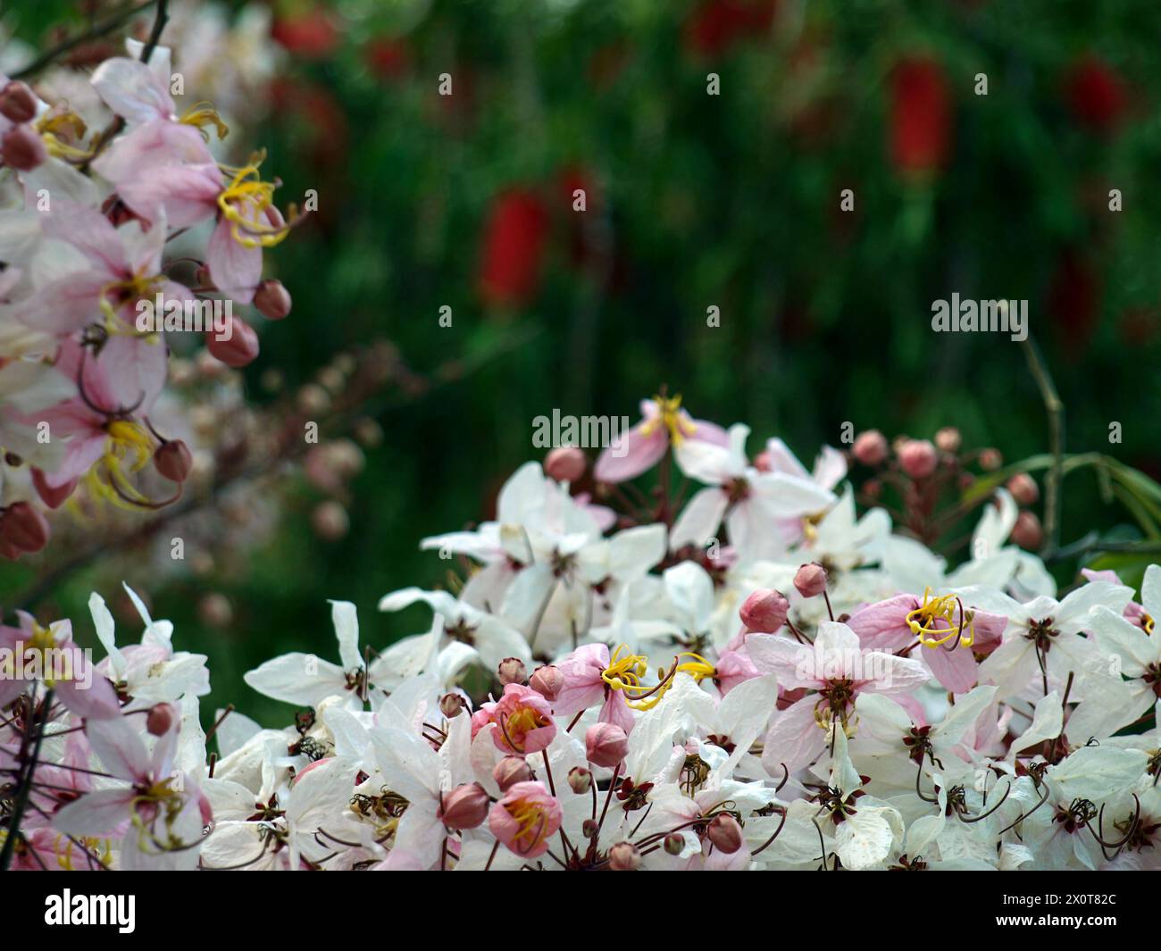 Background with flowers of a blooming pink shower tree (Cassia ...
