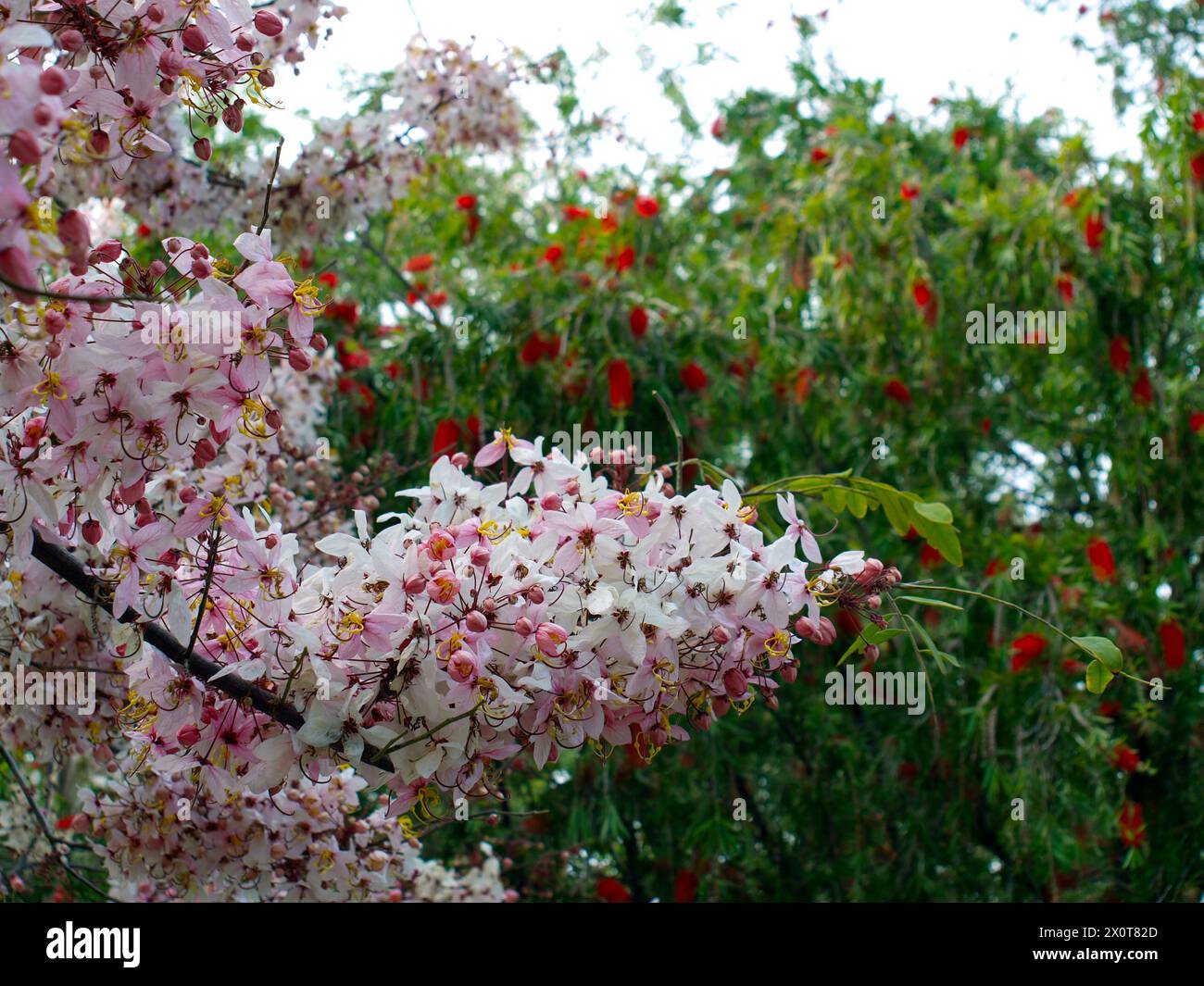 Pink shower tree, wishing tree, or dwarf apple blossom tree (Cassia ...