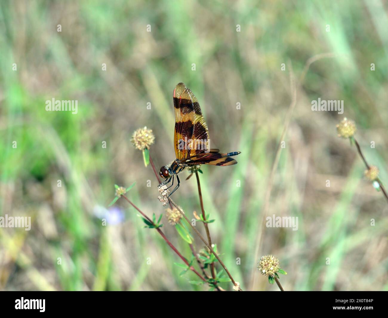 Dragonfly on a flower in the wilderness of the Everglades Stock Photo ...
