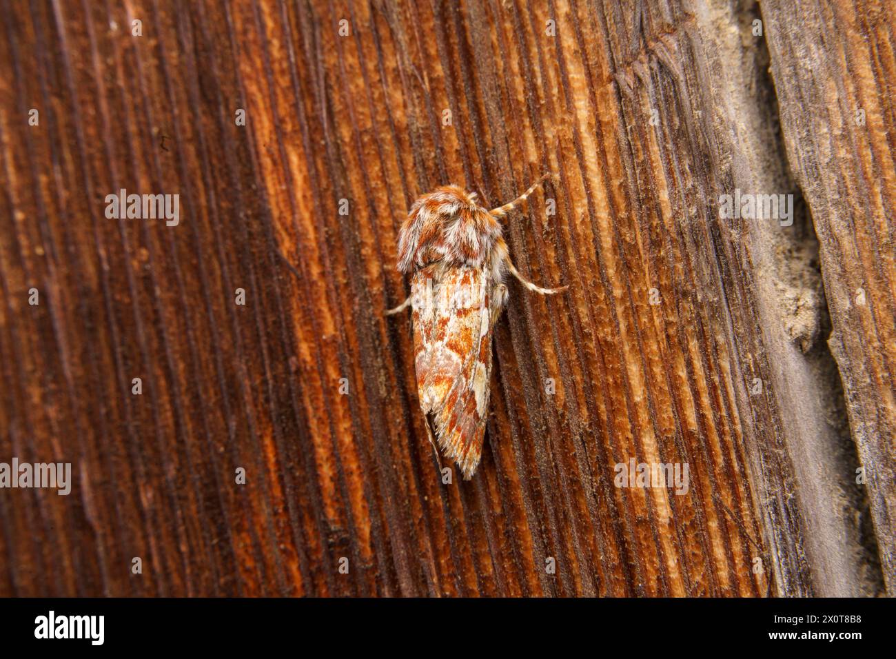Panolis flammea Family Noctuidae Genus Panolis Pine beauty moth wild ...
