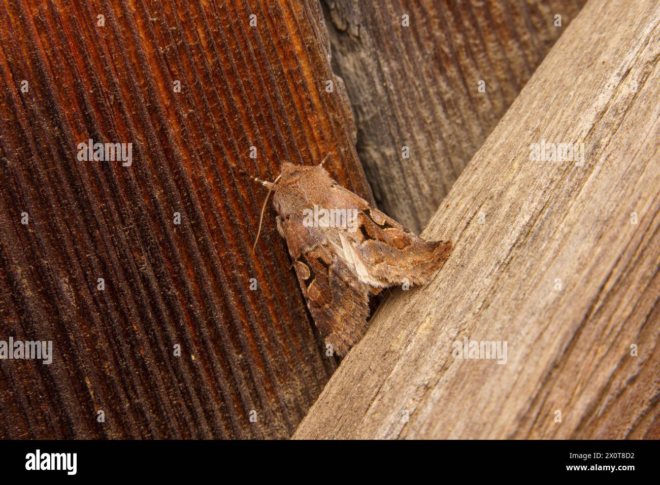Orthosia gothica Family Noctuidae Genus Orthosia Hebrew character moth ...
