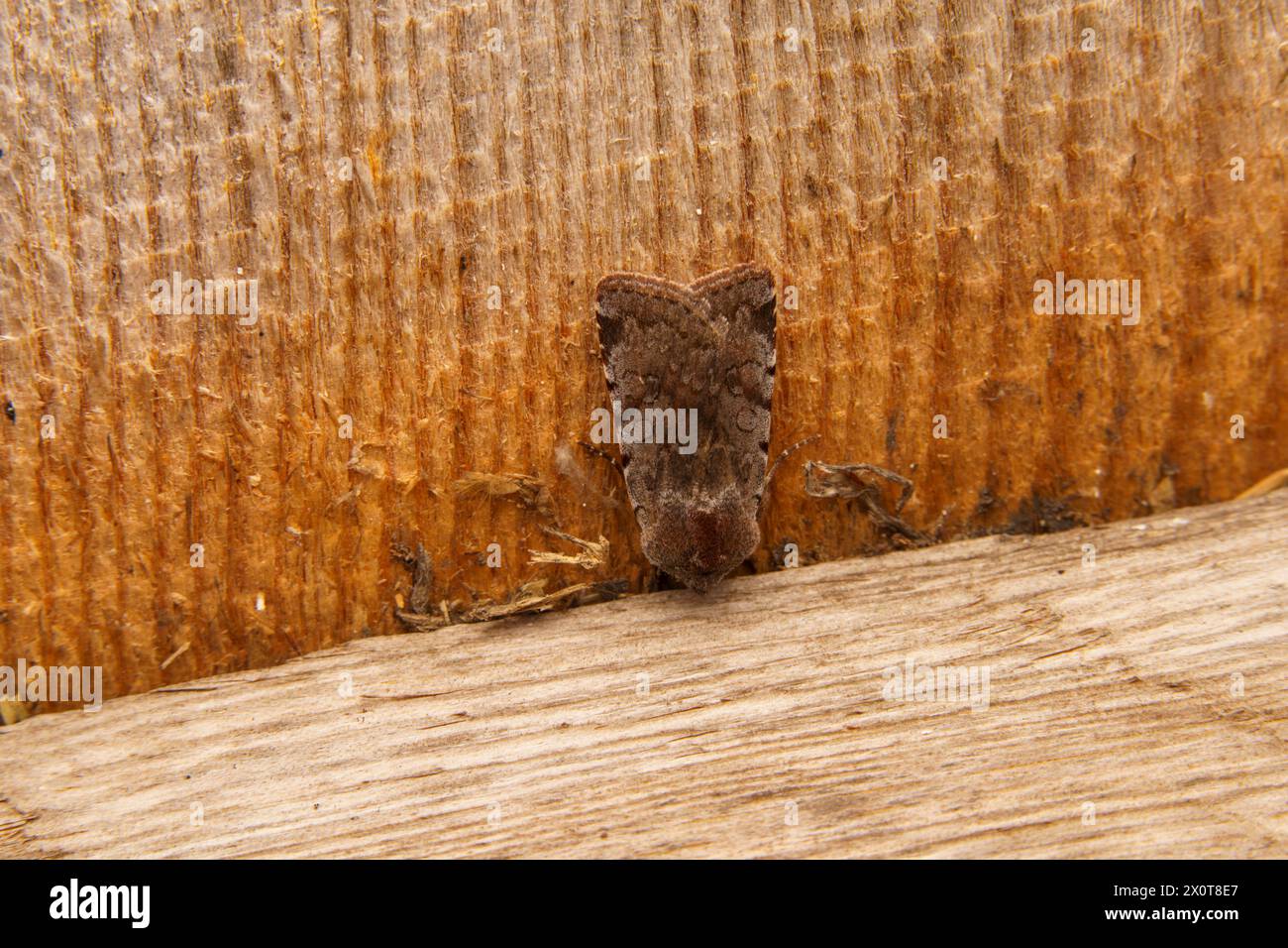 Cerastis rubricosa Family Noctuidae Genus Cerastis Red chestnut moth ...
