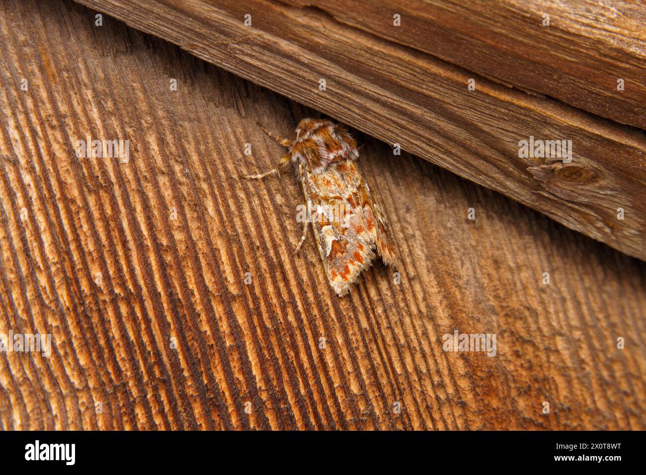 Panolis flammea Family Noctuidae Genus Panolis Pine beauty moth wild ...