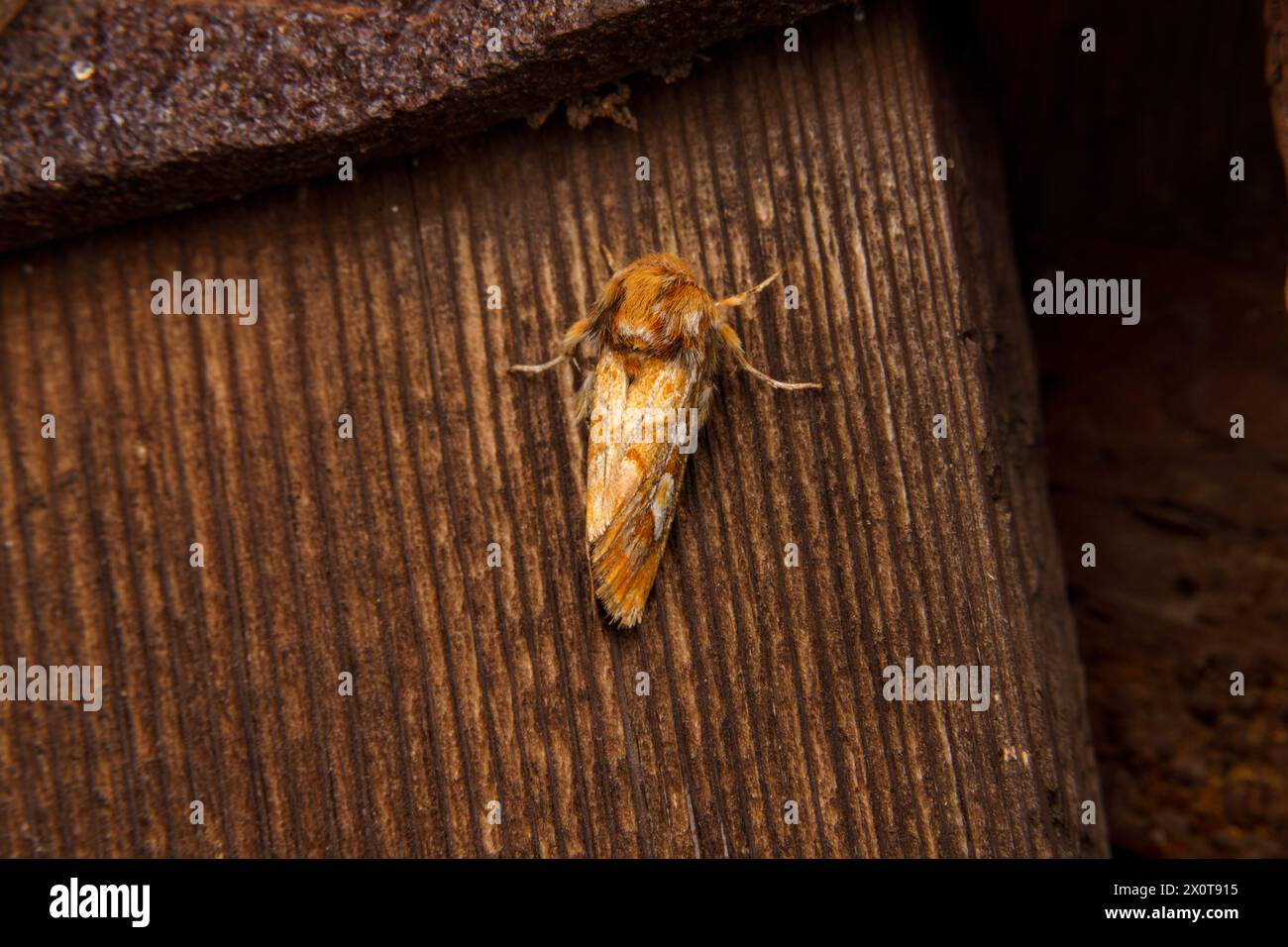 Panolis flammea Family Noctuidae Genus Panolis Pine beauty moth wild ...